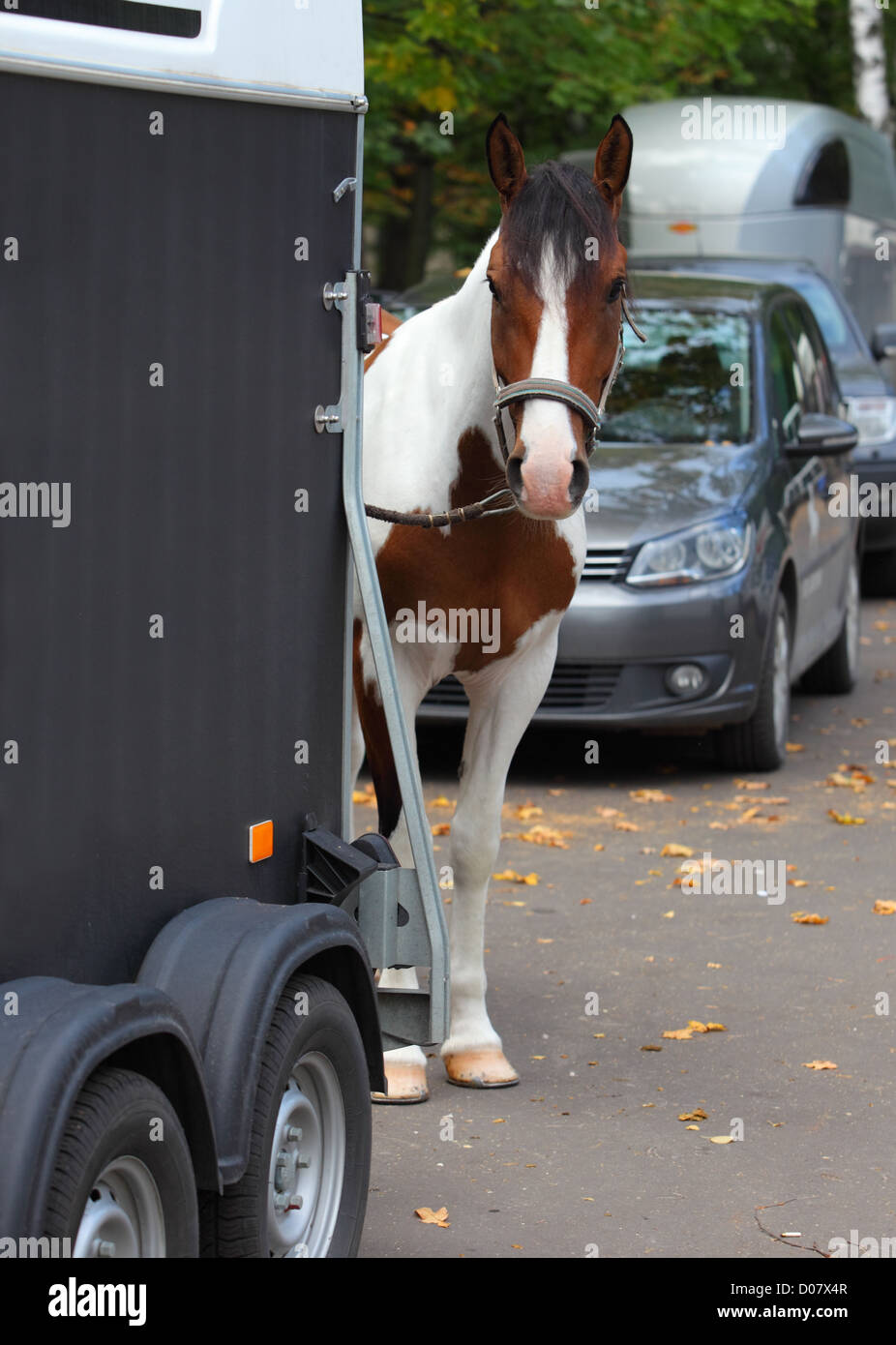 Bay pinto horse -Fotos und -Bildmaterial in hoher Auflösung – Alamy