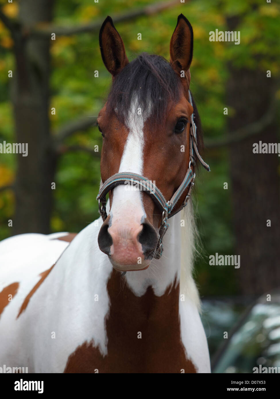 Bay Pinto Horse Stockfotos & Bay Pinto Horse Bilder - Alamy