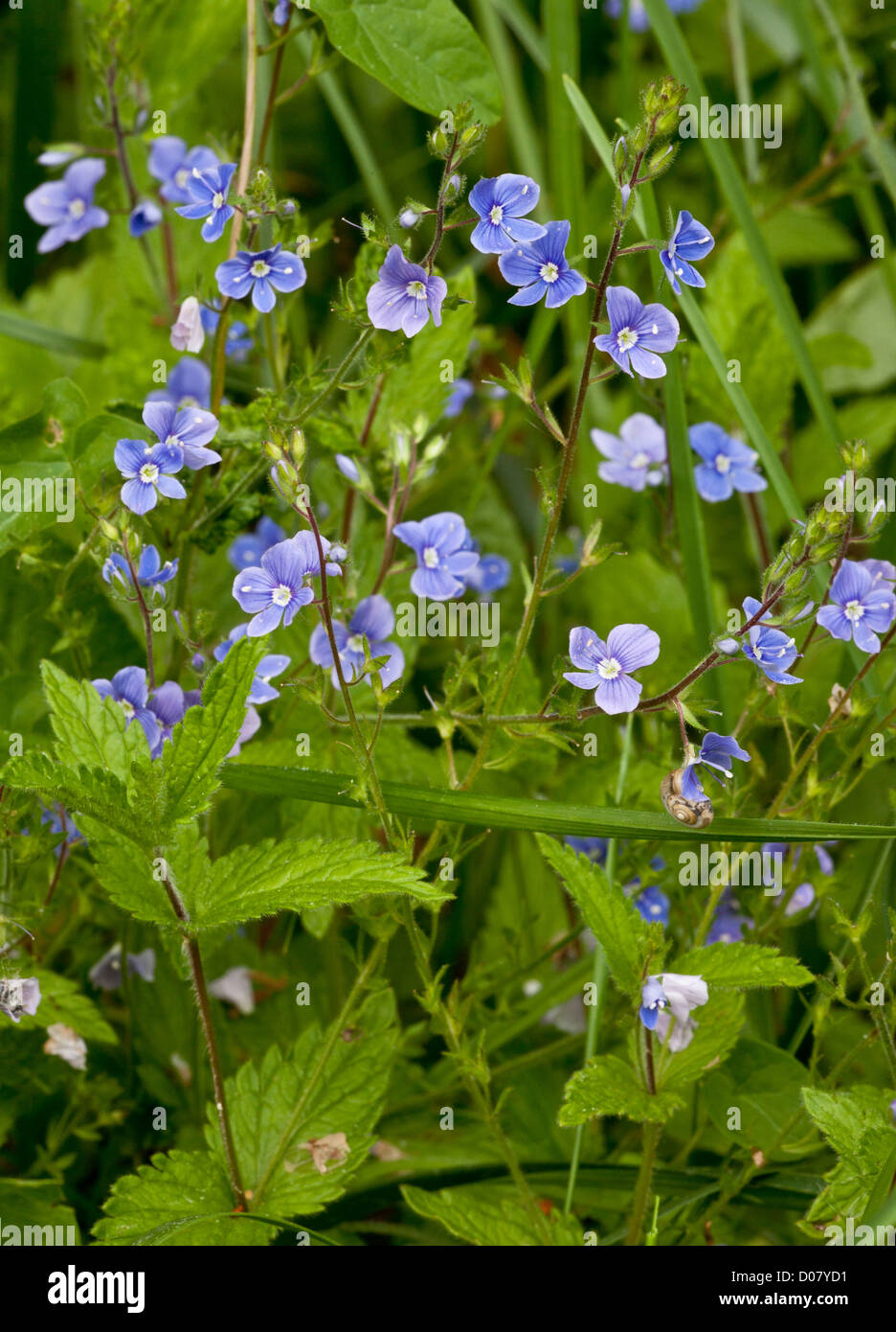 Germander speedwell veronica chamaedrys -Fotos und -Bildmaterial in ...