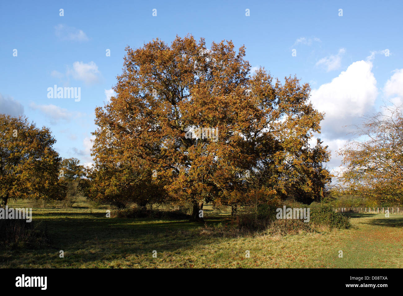 Alte eichen helle sonne -Fotos und -Bildmaterial in hoher Auflösung – Alamy