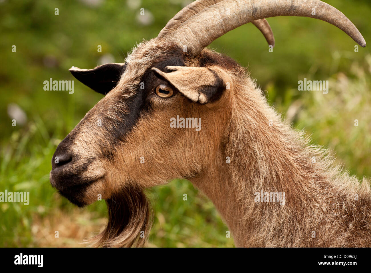Eine ziege im profil -Fotos und -Bildmaterial in hoher Auflösung – Alamy