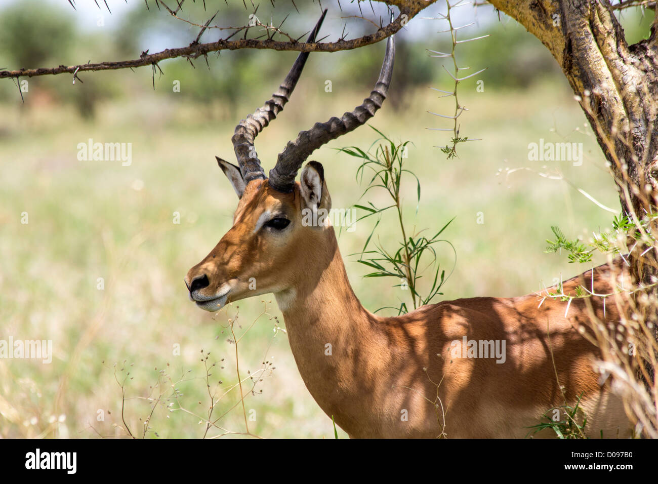 Impala-Antilopen, Tarangire Nationalpark, Tansania, Afrika ...