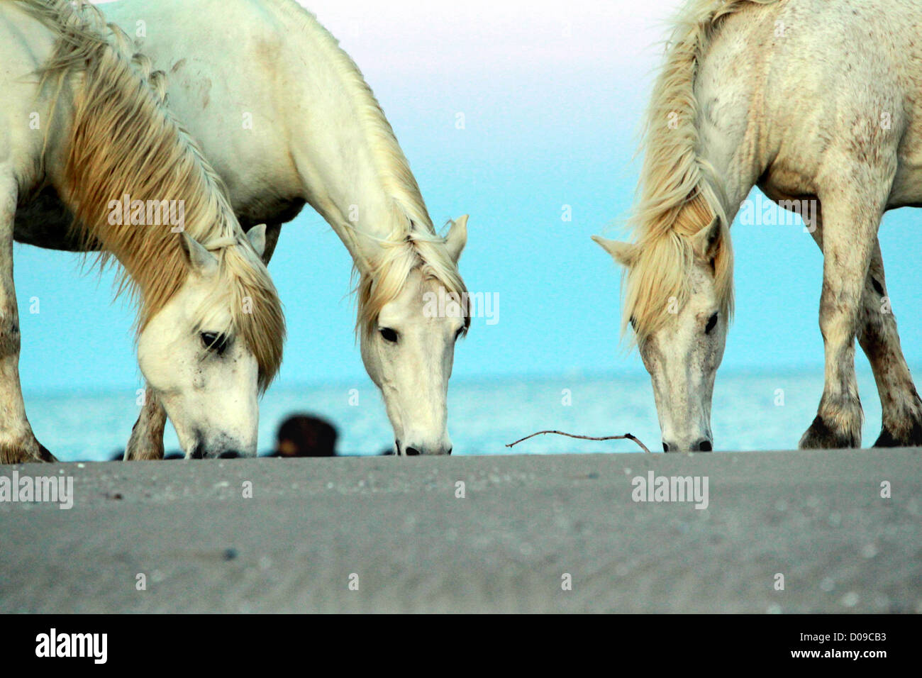Drei pferde am strand -Fotos und -Bildmaterial in hoher Auflösung – Alamy