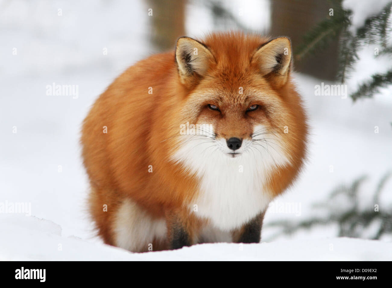 Roter Fuchs Im Gras Stockfotos & Roter Fuchs Im Gras Bilder - Alamy