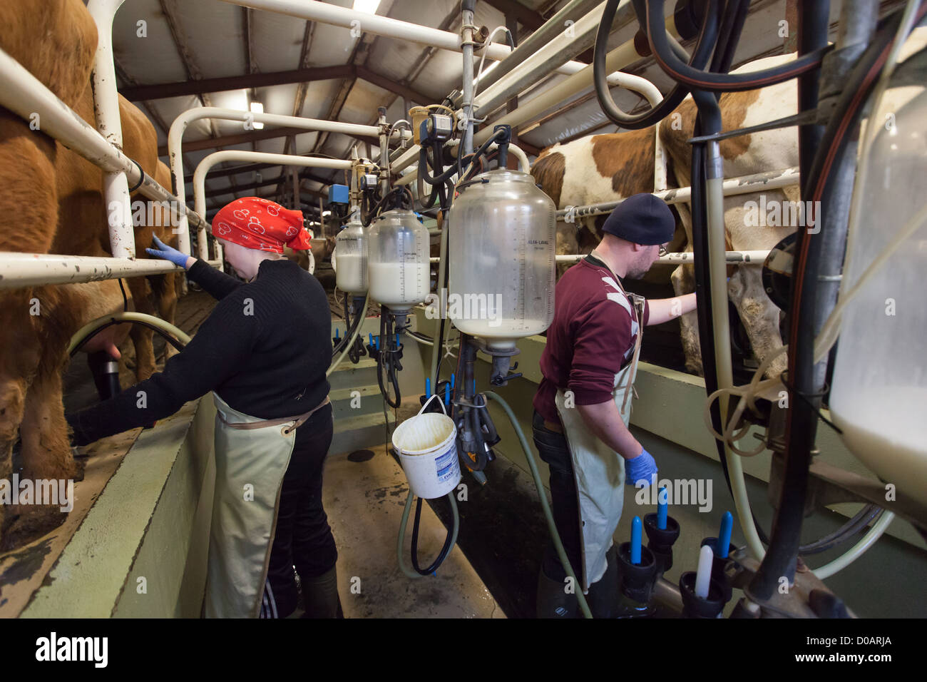 BAUERN BEIM MELKEN DER KÜHE MELKEN ZIMMER BAUERNHOF IM NORDWESTEN VON ISLAND-EUROPA ...