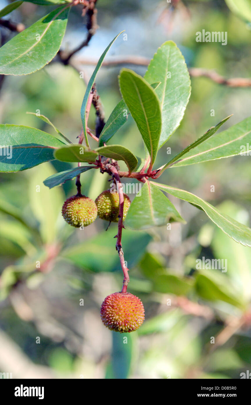 Arbouse frucht -Fotos und -Bildmaterial in hoher Auflösung – Alamy