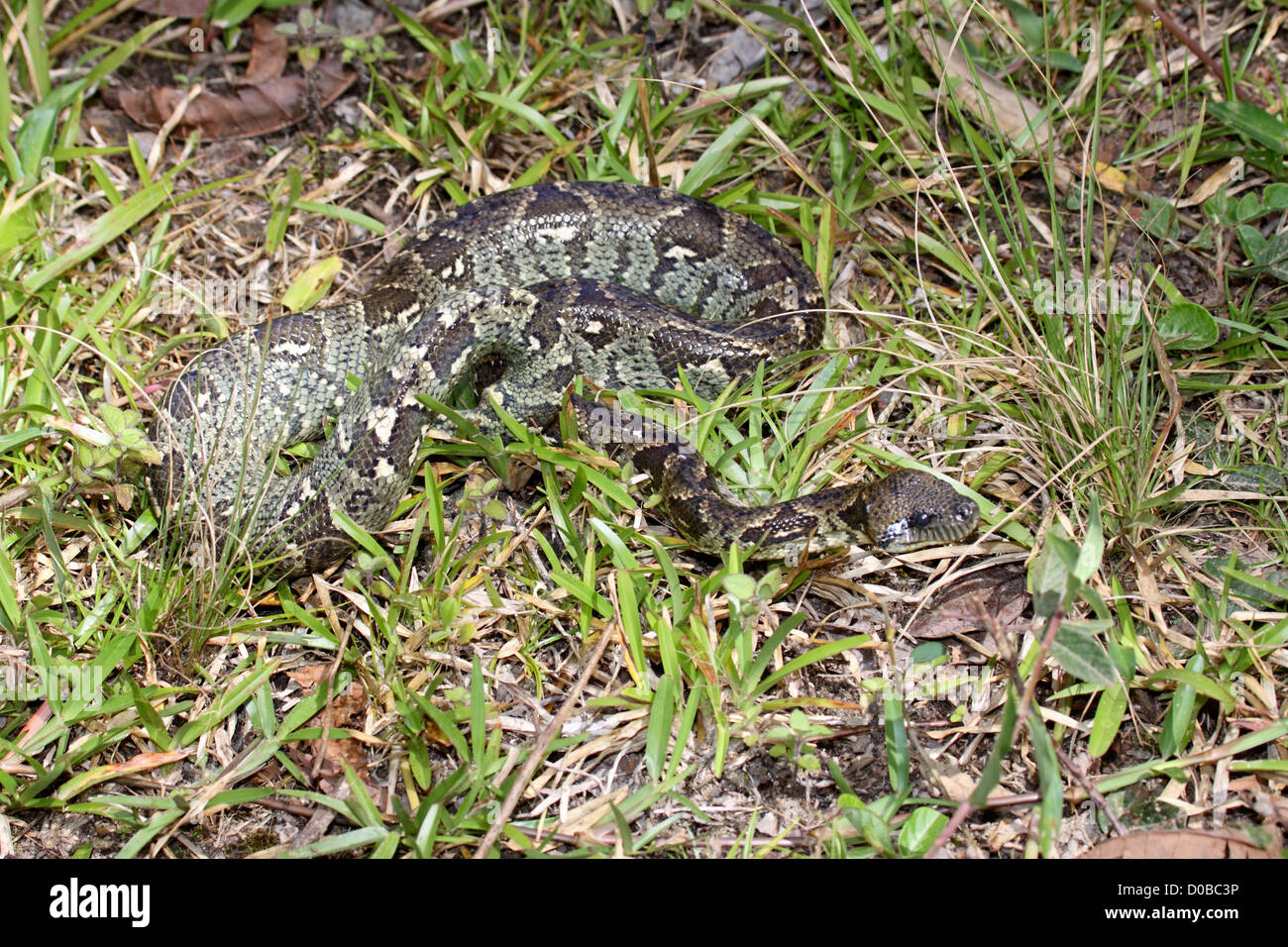 Madagaskar baum boa -Fotos und -Bildmaterial in hoher Auflösung – Alamy