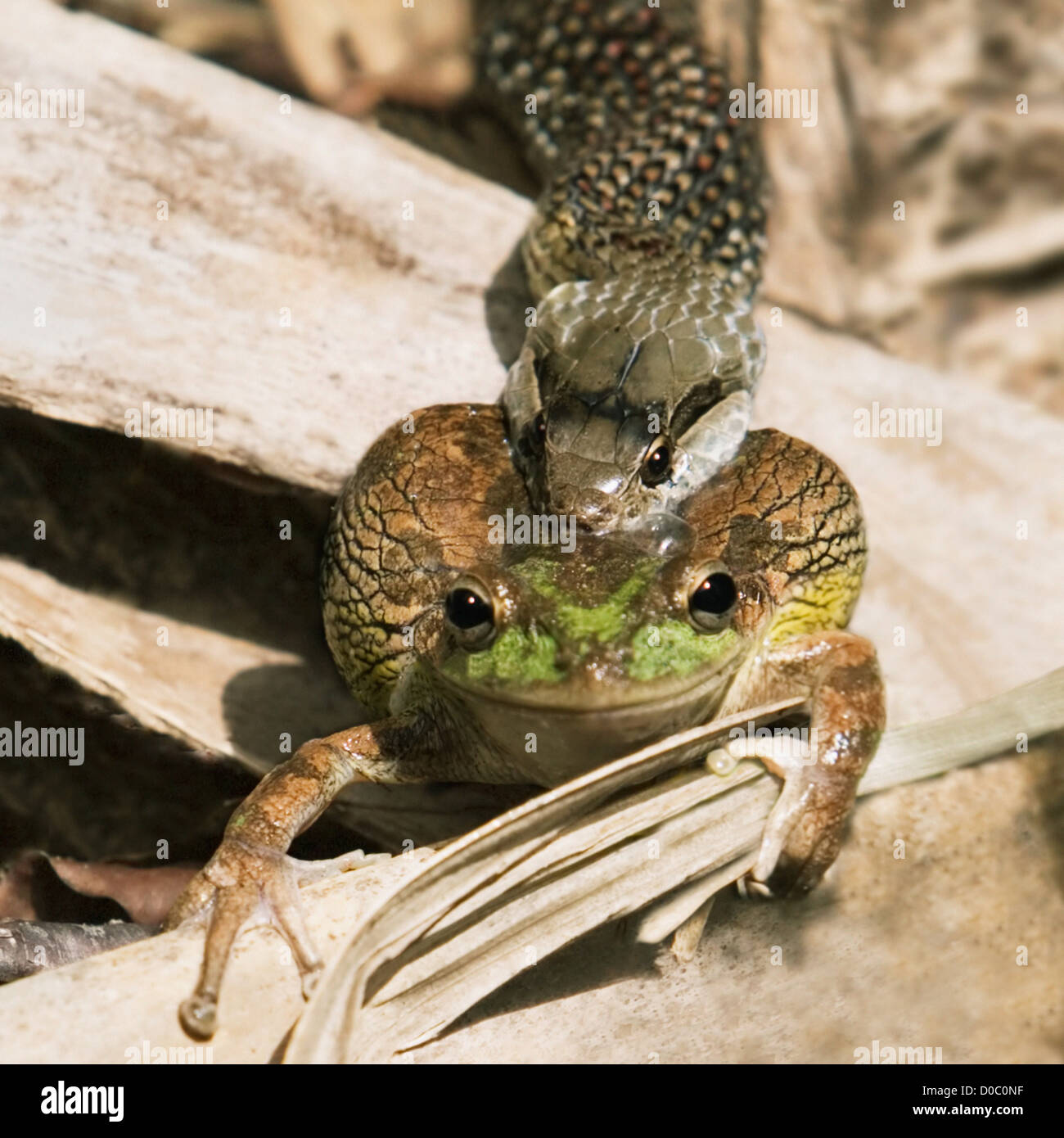 Eine Ringelnatter Essen einen Frosch Stockfotografie - Alamy