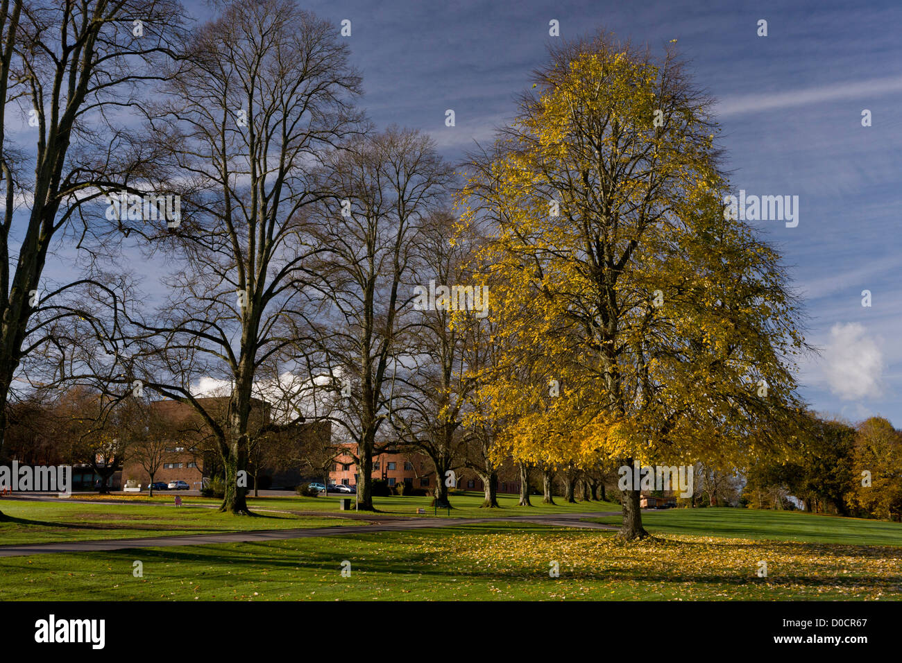 Großer-blättrig Linde (Tilia Platyphyllos) Baum gepflanzt in ...