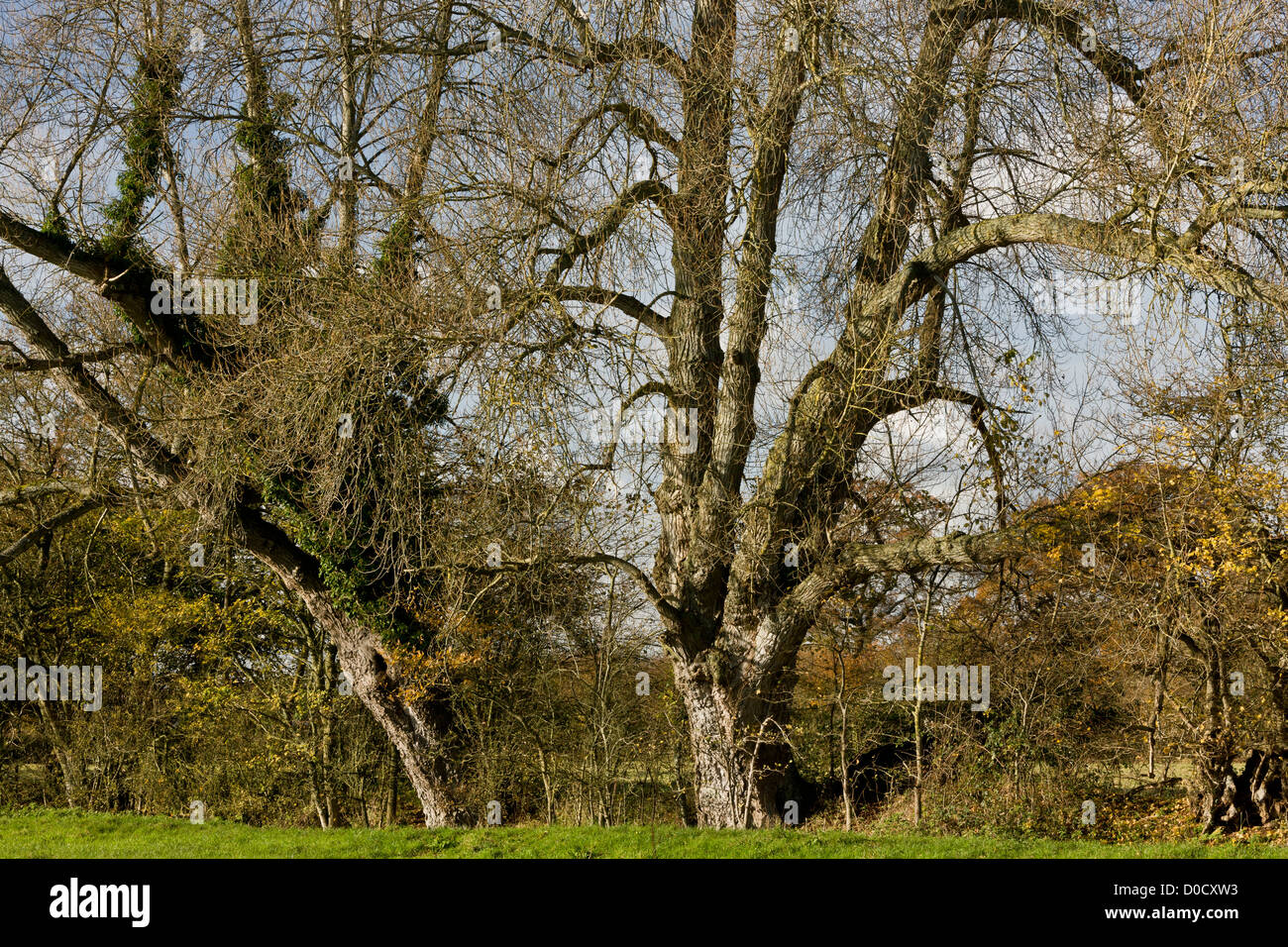 Einheimischen Schwarz-Pappel (Populus Nigra ssp.betulifolia) in Hecke ...