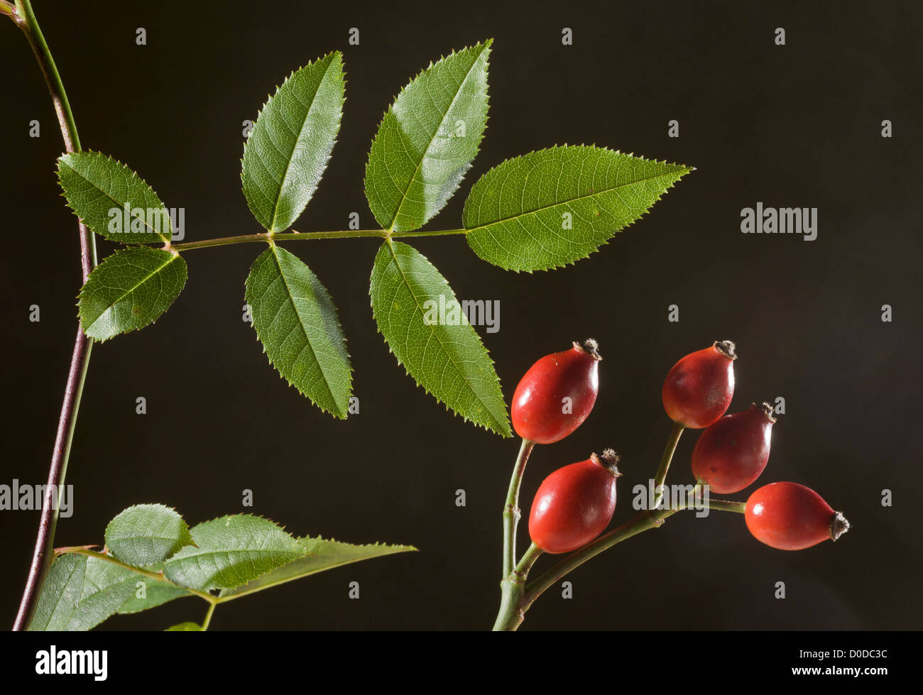 Hundsrose (Rosa Canina) Blätter und Früchte (Hüfte), Nahaufnahme ...