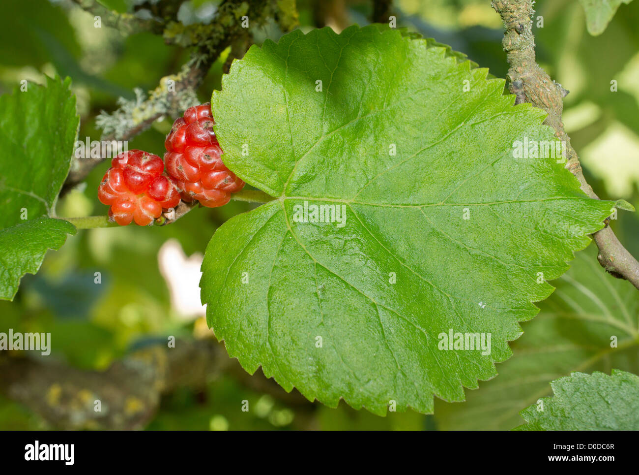 Schwarzer maulbeere morus nigra -Fotos und -Bildmaterial in hoher ...