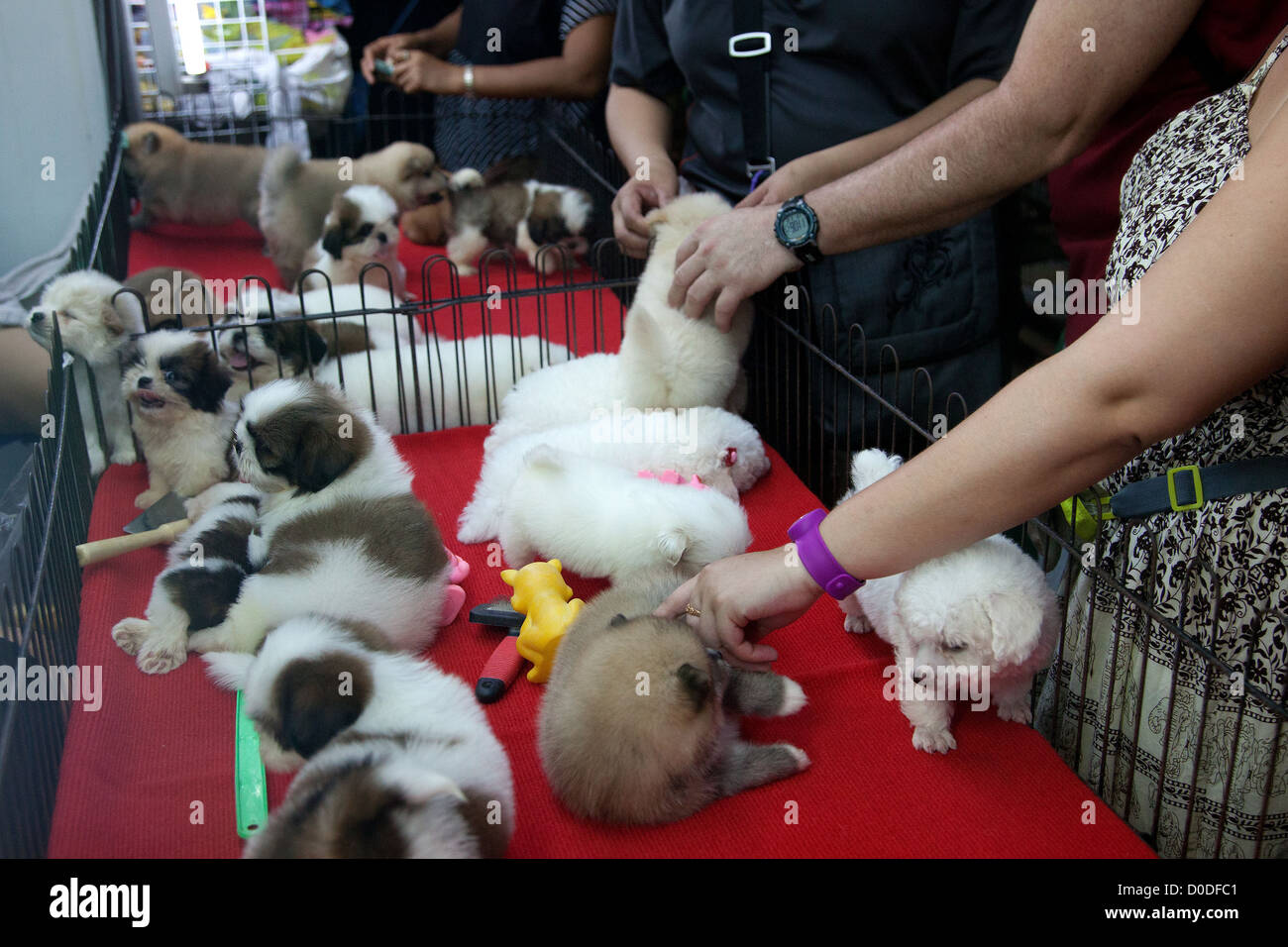 Thailand Bangkok Chatuchak Market Pet Stockfotos und -bilder Kaufen - Alamy