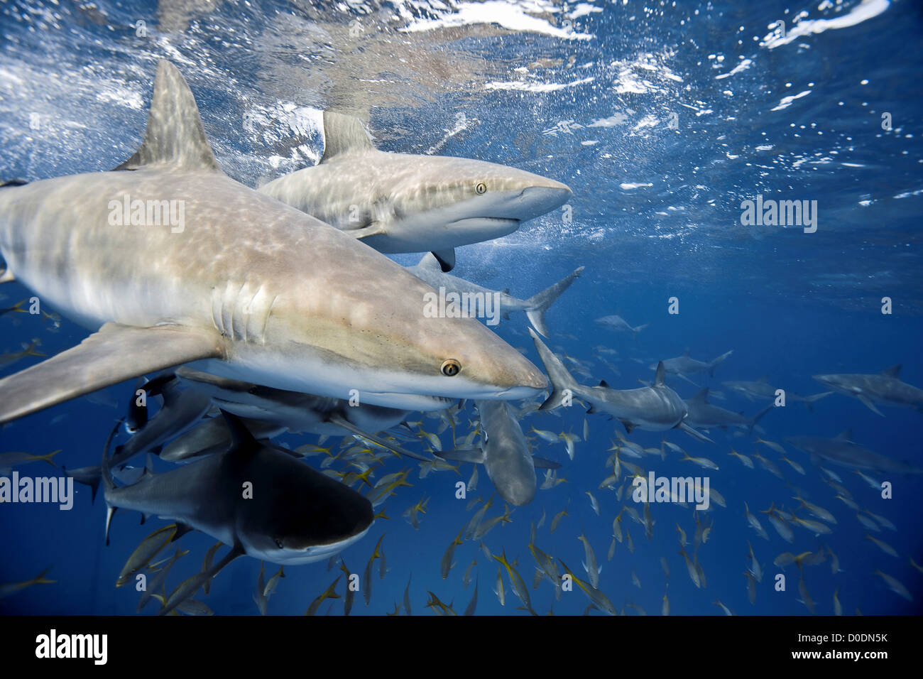 Feeding frenzy caribbean reef shark -Fotos und -Bildmaterial in hoher ...