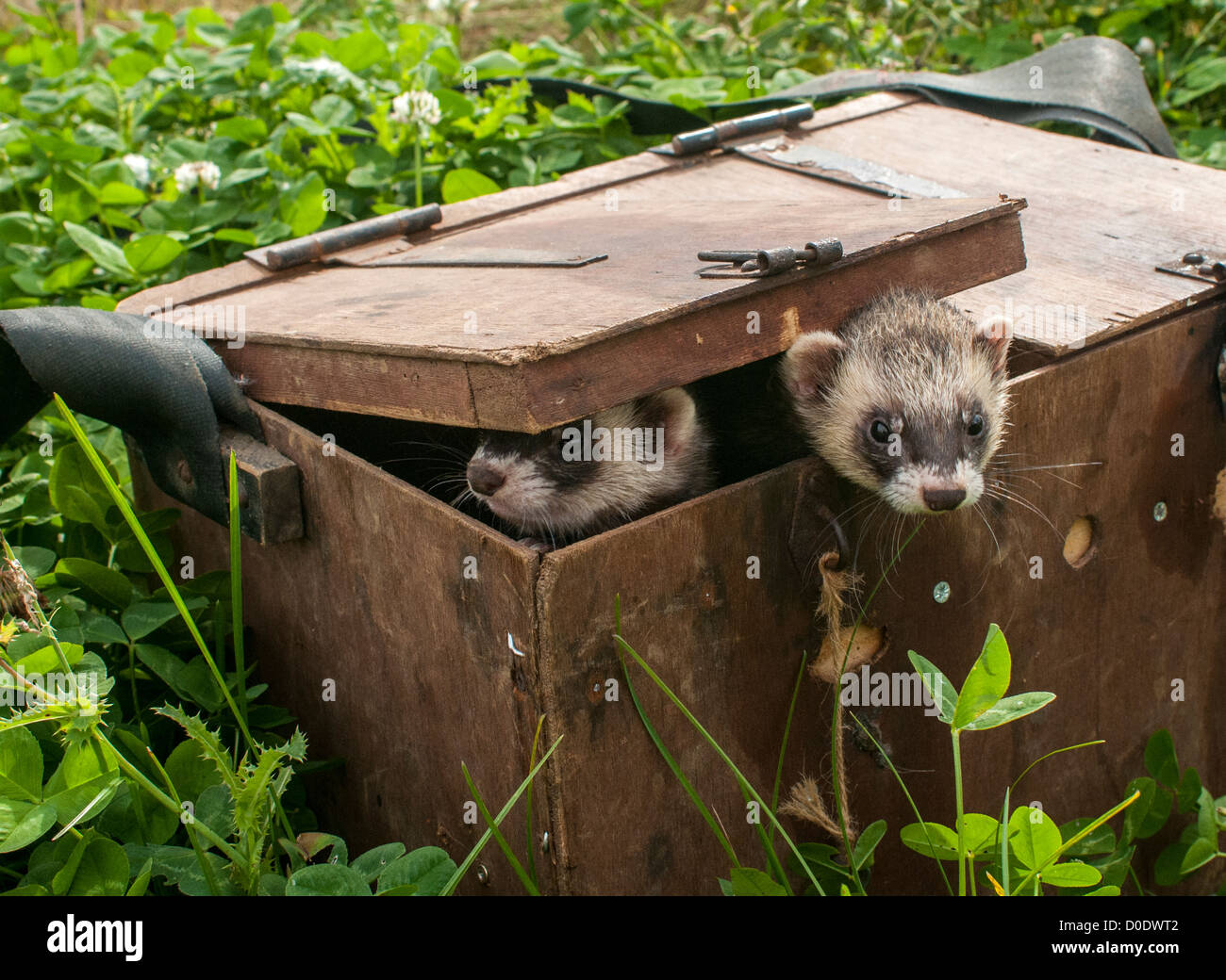 Wilde frettchen -Fotos und -Bildmaterial in hoher Auflösung – Alamy