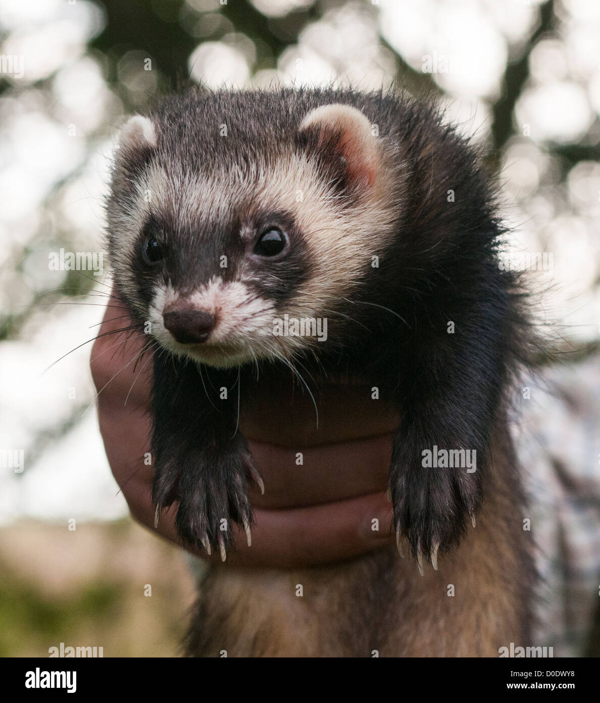 Ferrets in hand -Fotos und -Bildmaterial in hoher Auflösung – Alamy