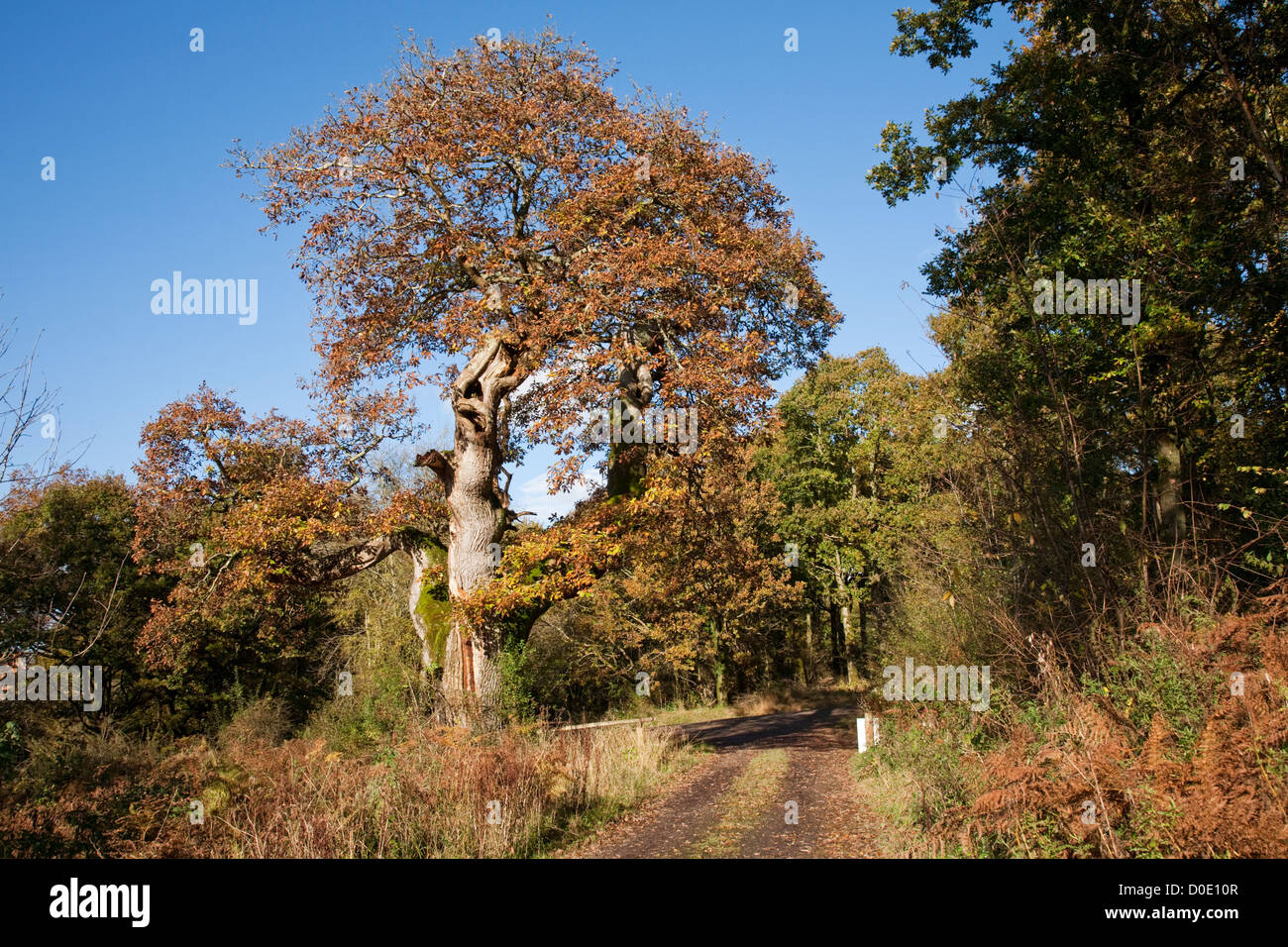 Alte eichen helle sonne -Fotos und -Bildmaterial in hoher Auflösung – Alamy