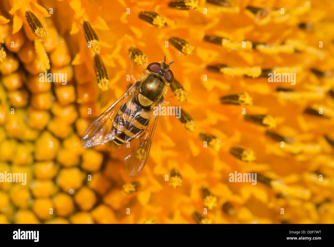 Schwebfliege detail -Fotos und -Bildmaterial in hoher Auflösung – Alamy