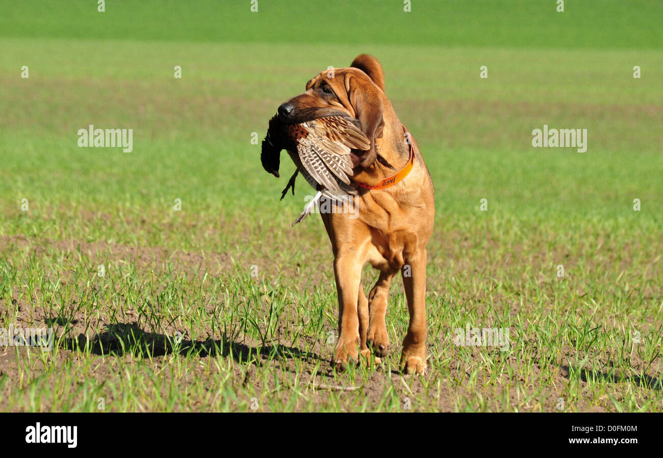 Bluthund auf dem feld -Fotos und -Bildmaterial in hoher Auflösung – Alamy