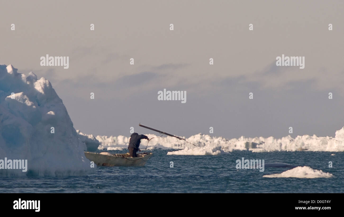 Wal harpune -Fotos und -Bildmaterial in hoher Auflösung – Alamy