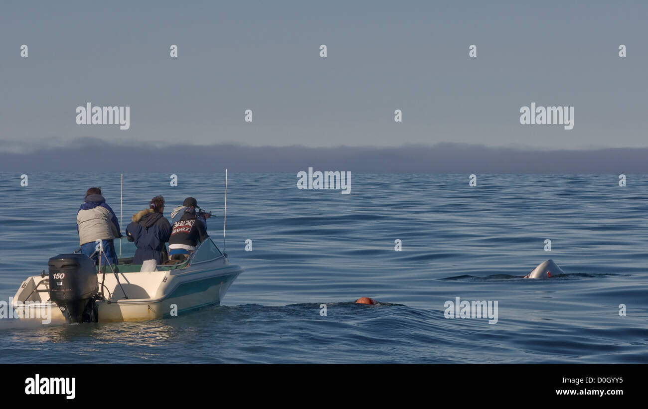 Walfang Waljagd Walfang Stockfotos und -bilder Kaufen - Alamy