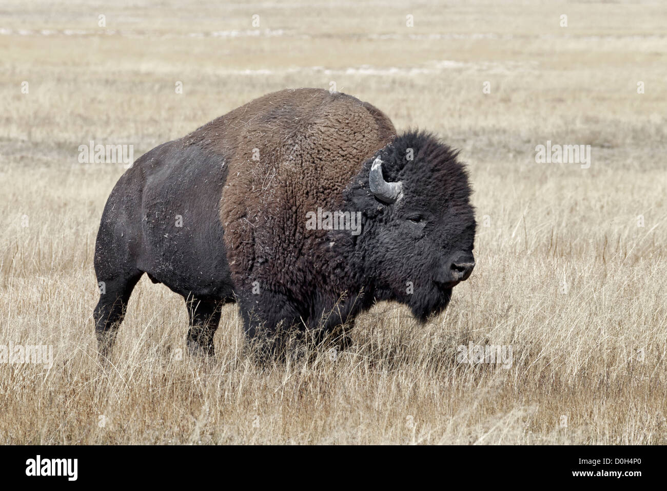 Der bison -Fotos und -Bildmaterial in hoher Auflösung – Alamy