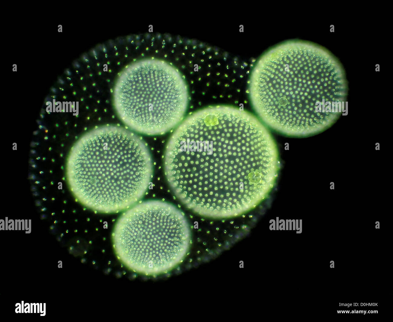 Volvox green algae -Fotos und -Bildmaterial in hoher Auflösung – Alamy
