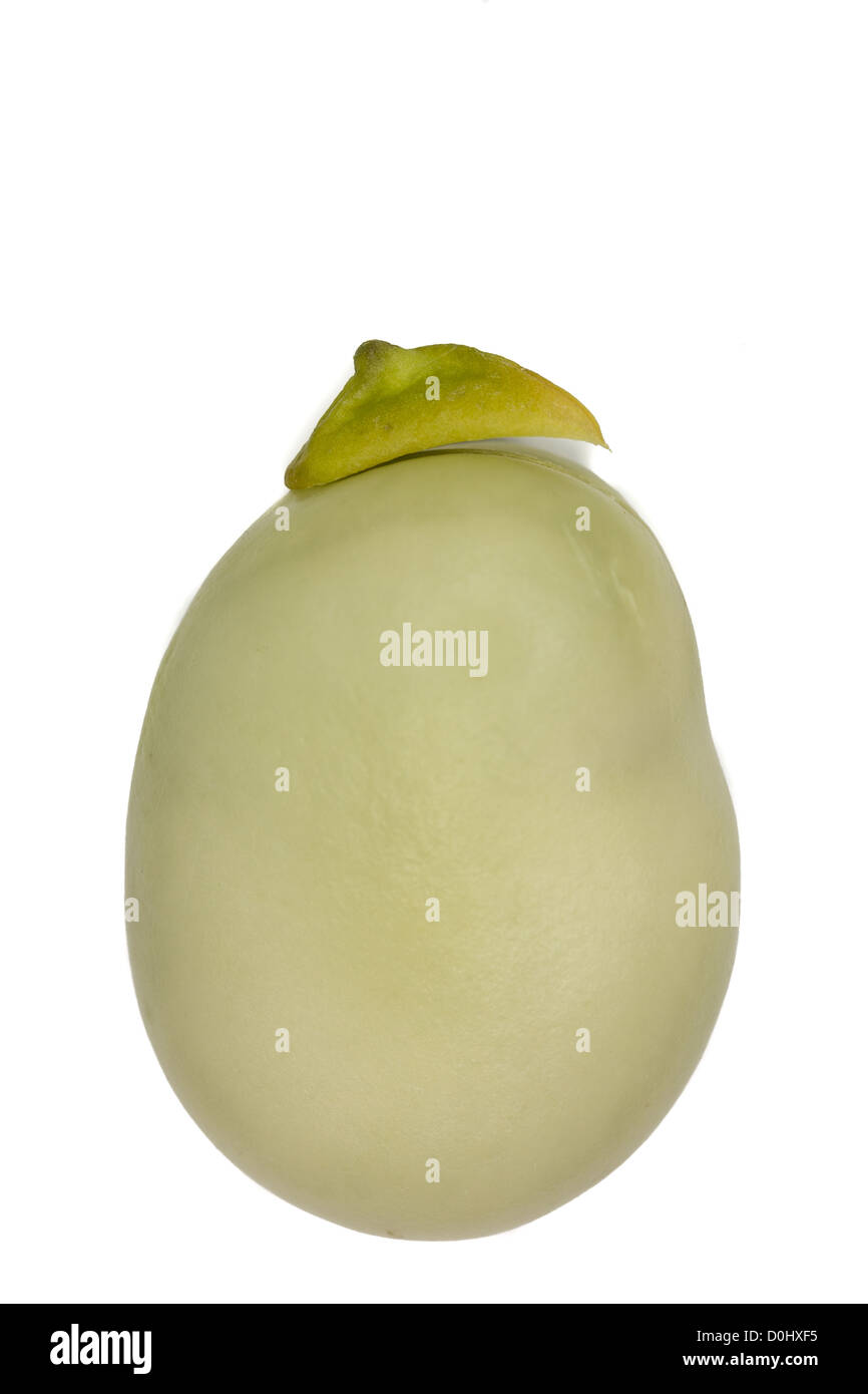 Broad bean -Fotos und -Bildmaterial in hoher Auflösung – Alamy
