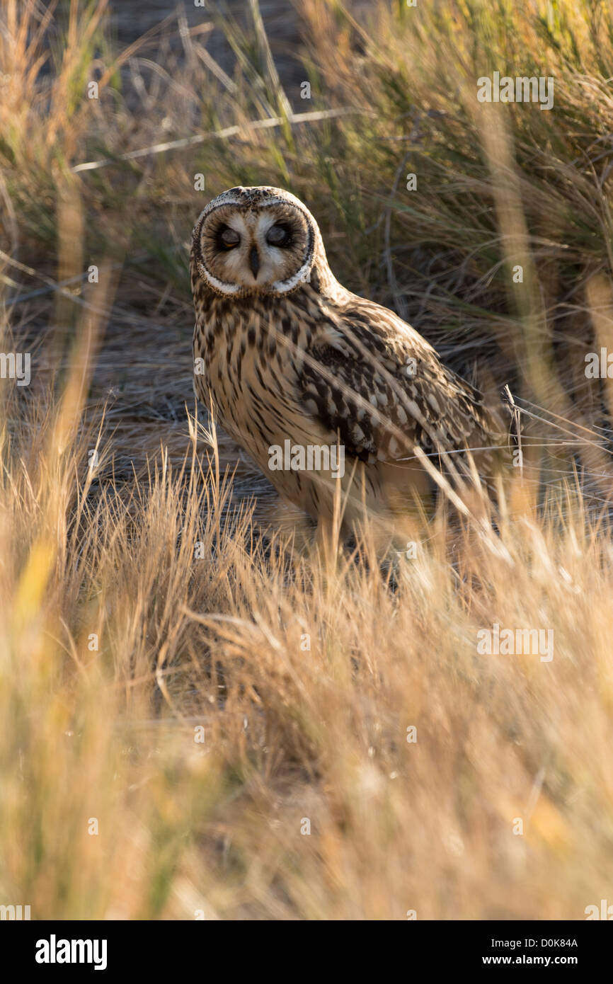 Augen geschlossen eule -Fotos und -Bildmaterial in hoher Auflösung – Alamy