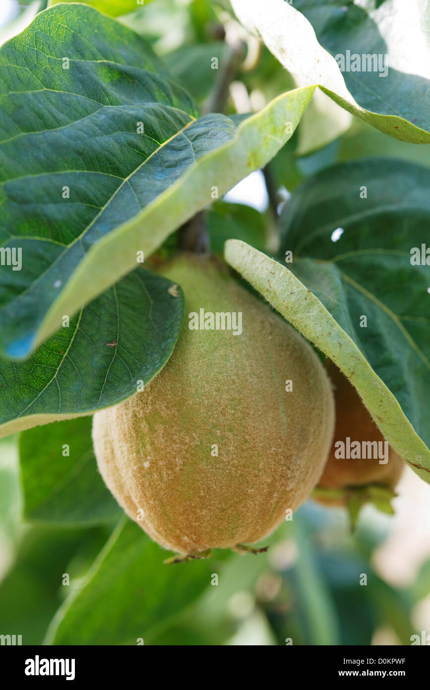 Quitte auf ast -Fotos und -Bildmaterial in hoher Auflösung – Alamy