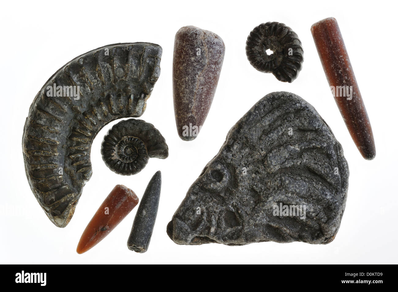 Ammonitida oder ausgestorbene fossile ammoniten -Fotos und ...