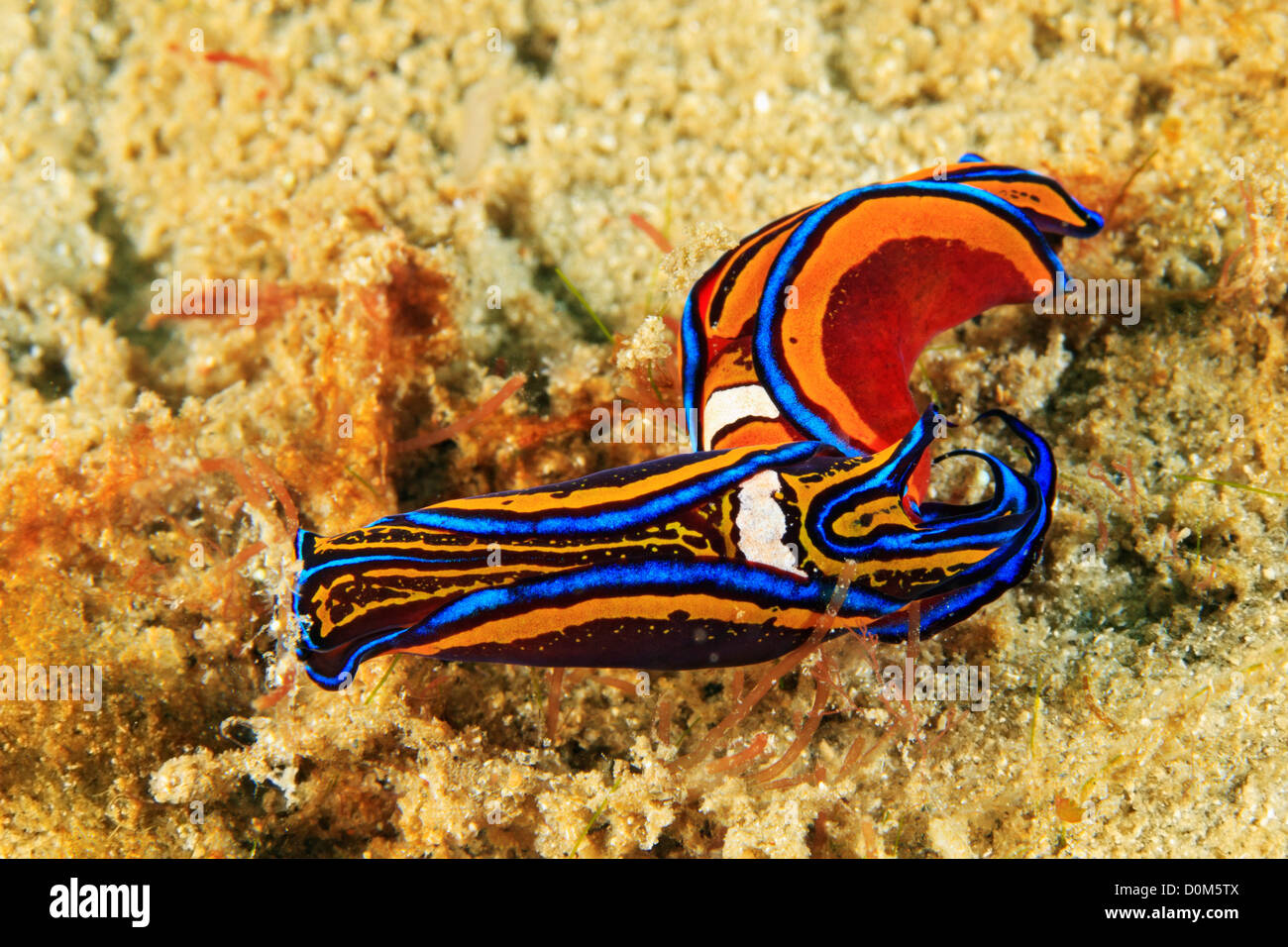 Nacktschnecken paarung -Fotos und -Bildmaterial in hoher Auflösung – Alamy