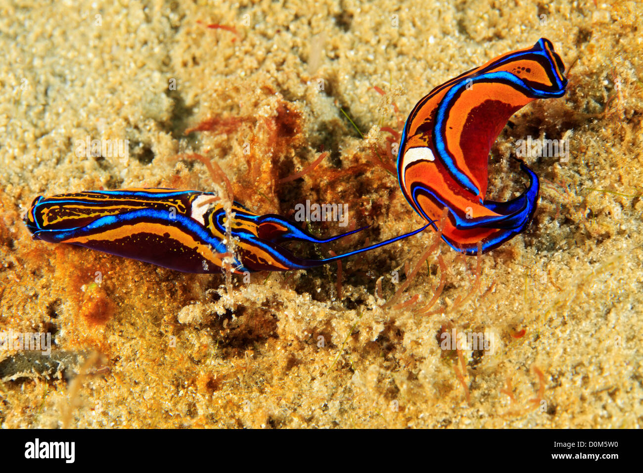 Nacktschnecken paarung -Fotos und -Bildmaterial in hoher Auflösung – Alamy