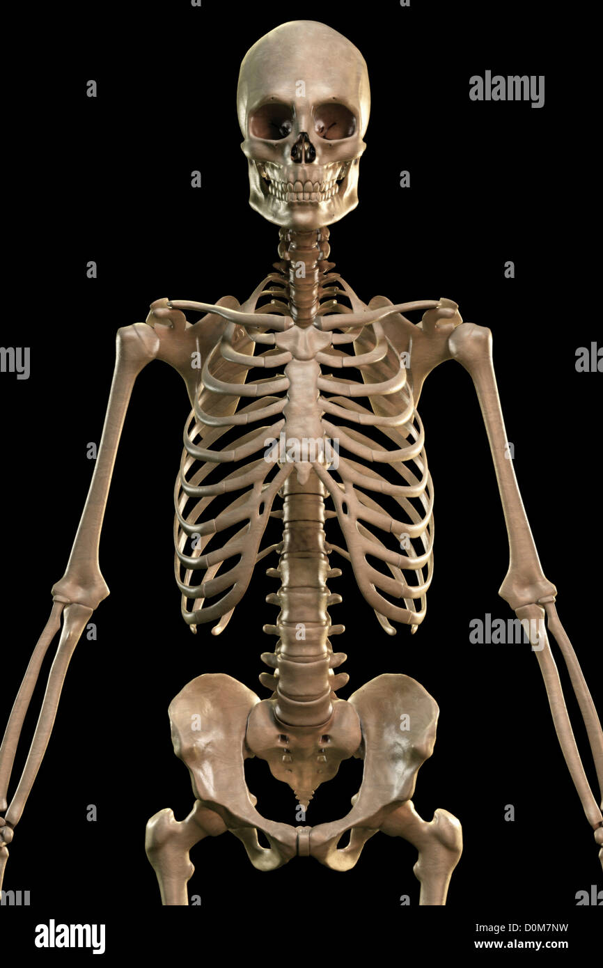 Vorderansicht der Knochen von den Oberkörper und Rumpf Stockfotografie ...