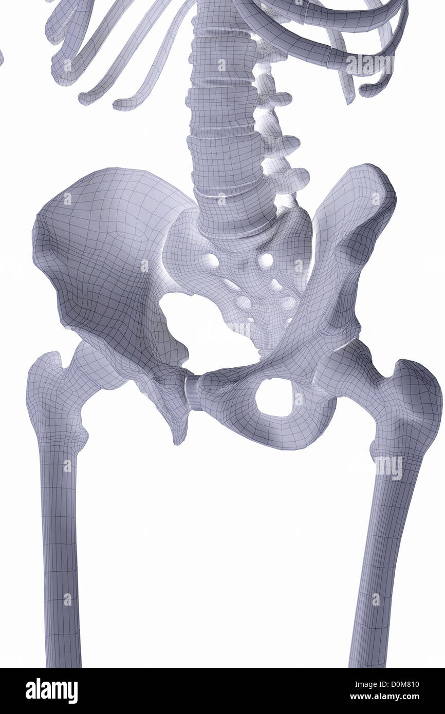 Dreiviertelansicht der Knochen von Becken-Region. Die Knochen haben ein ...