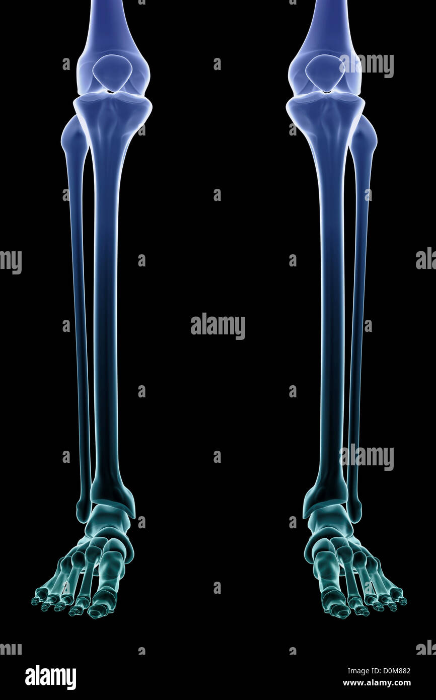 Anatomie des unterschenkels -Fotos und -Bildmaterial in hoher Auflösung ...