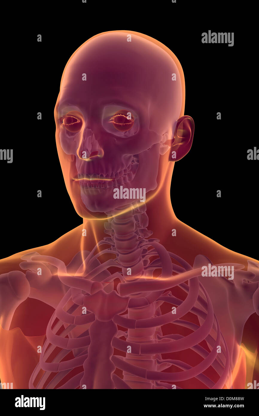 Knochen kopf hals anatomie biologie -Fotos und -Bildmaterial in hoher ...