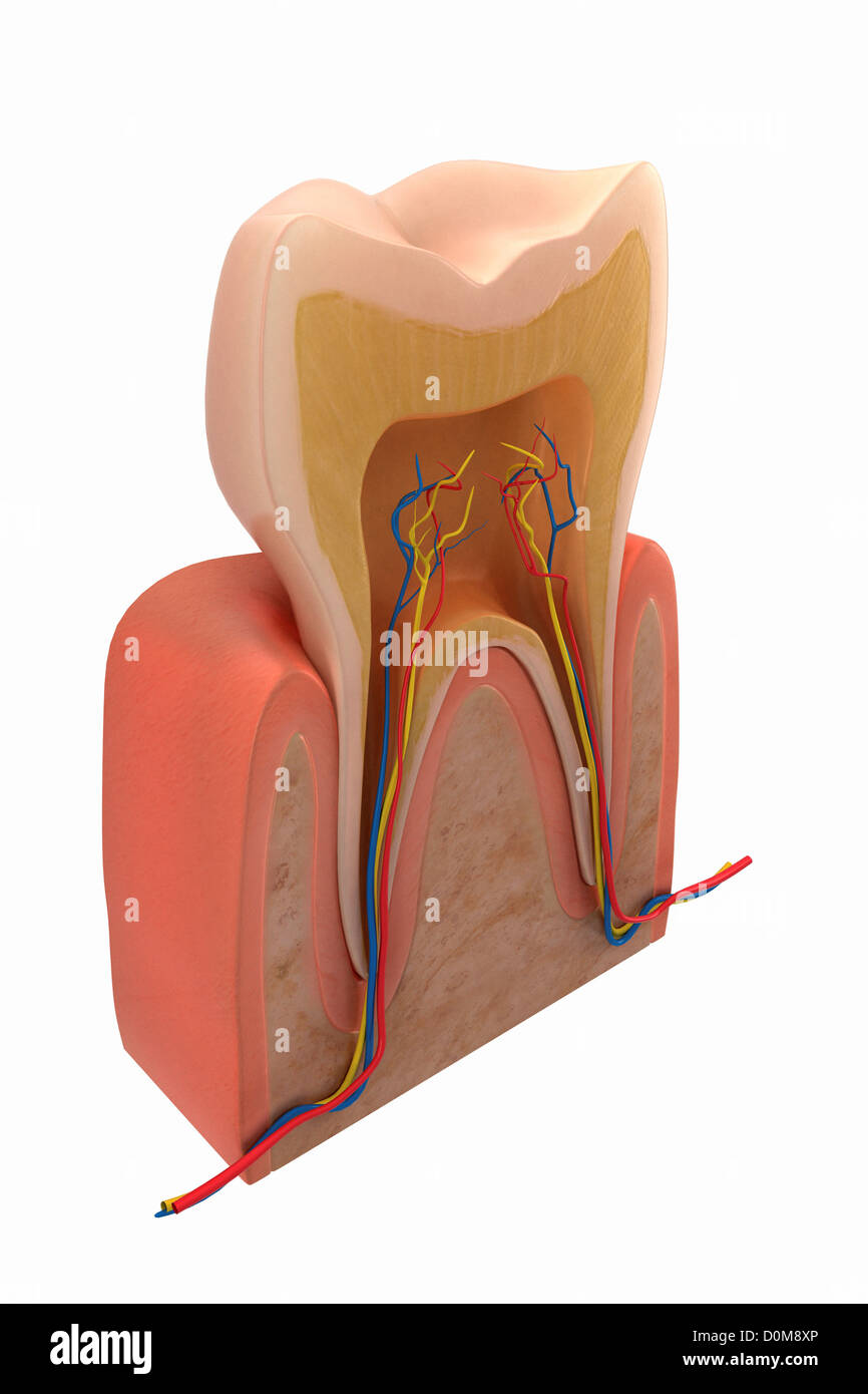 Molarer zahnquerschnitt -Fotos und -Bildmaterial in hoher Auflösung – Alamy