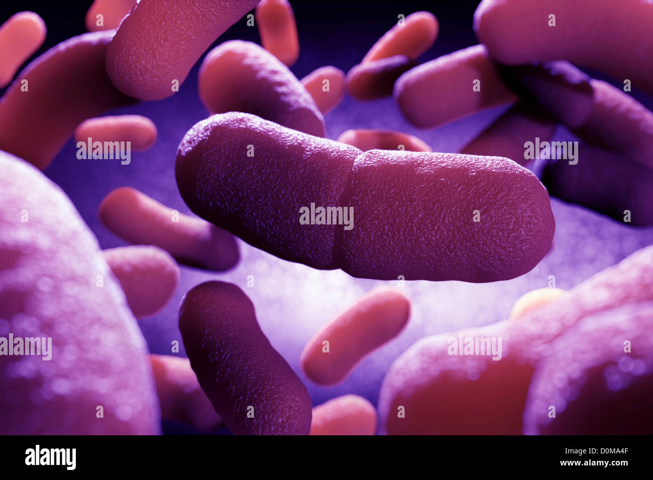 Yersinia Pestis Stockfotos & Yersinia Pestis Bilder - Alamy