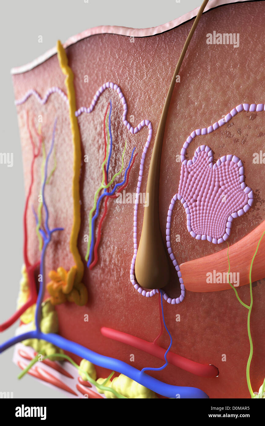 Querschnitt der Haut zeigt die Schichten der Dermis und Subkutis ...