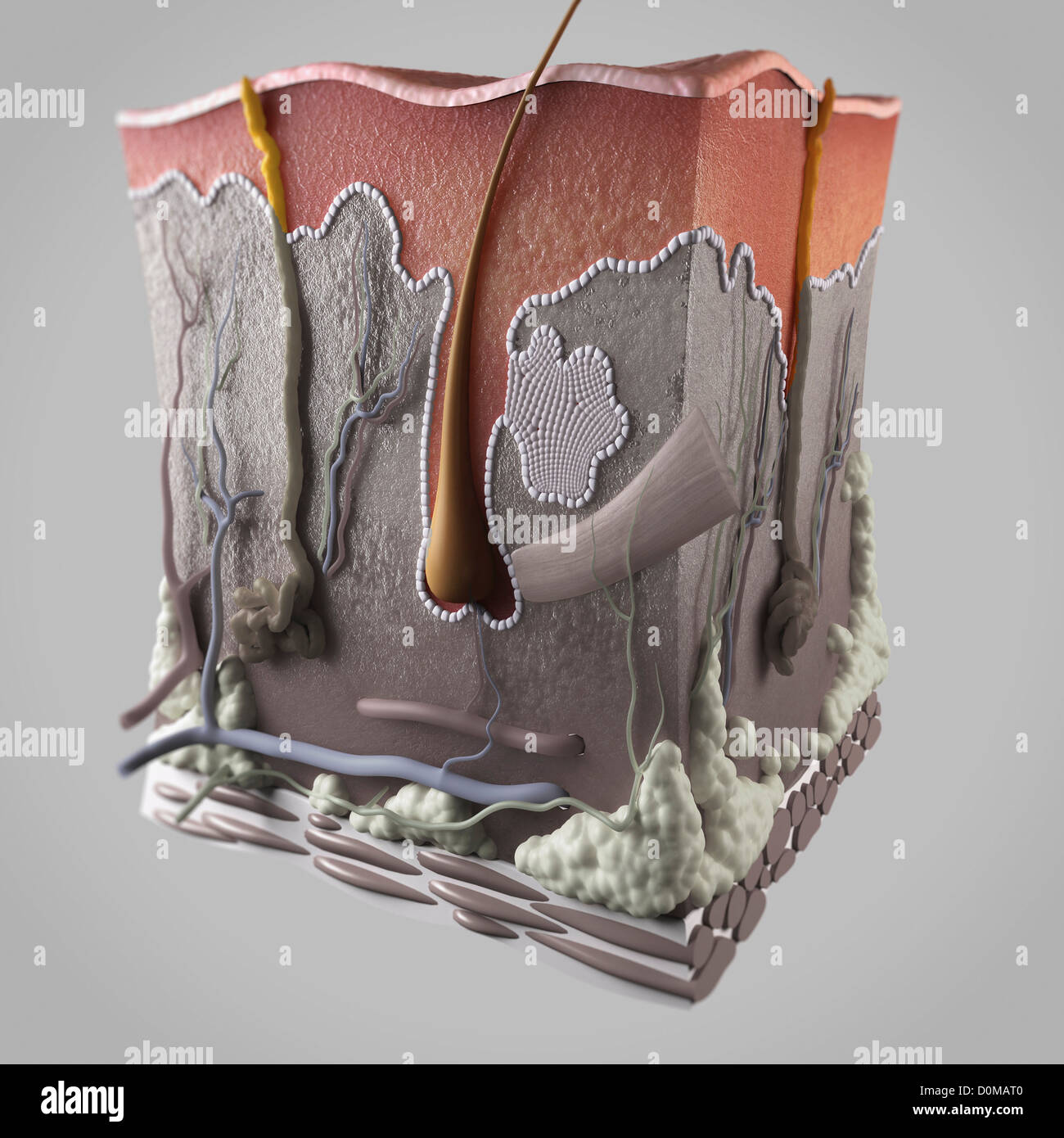 Querschnitt der haut -Fotos und -Bildmaterial in hoher Auflösung – Alamy