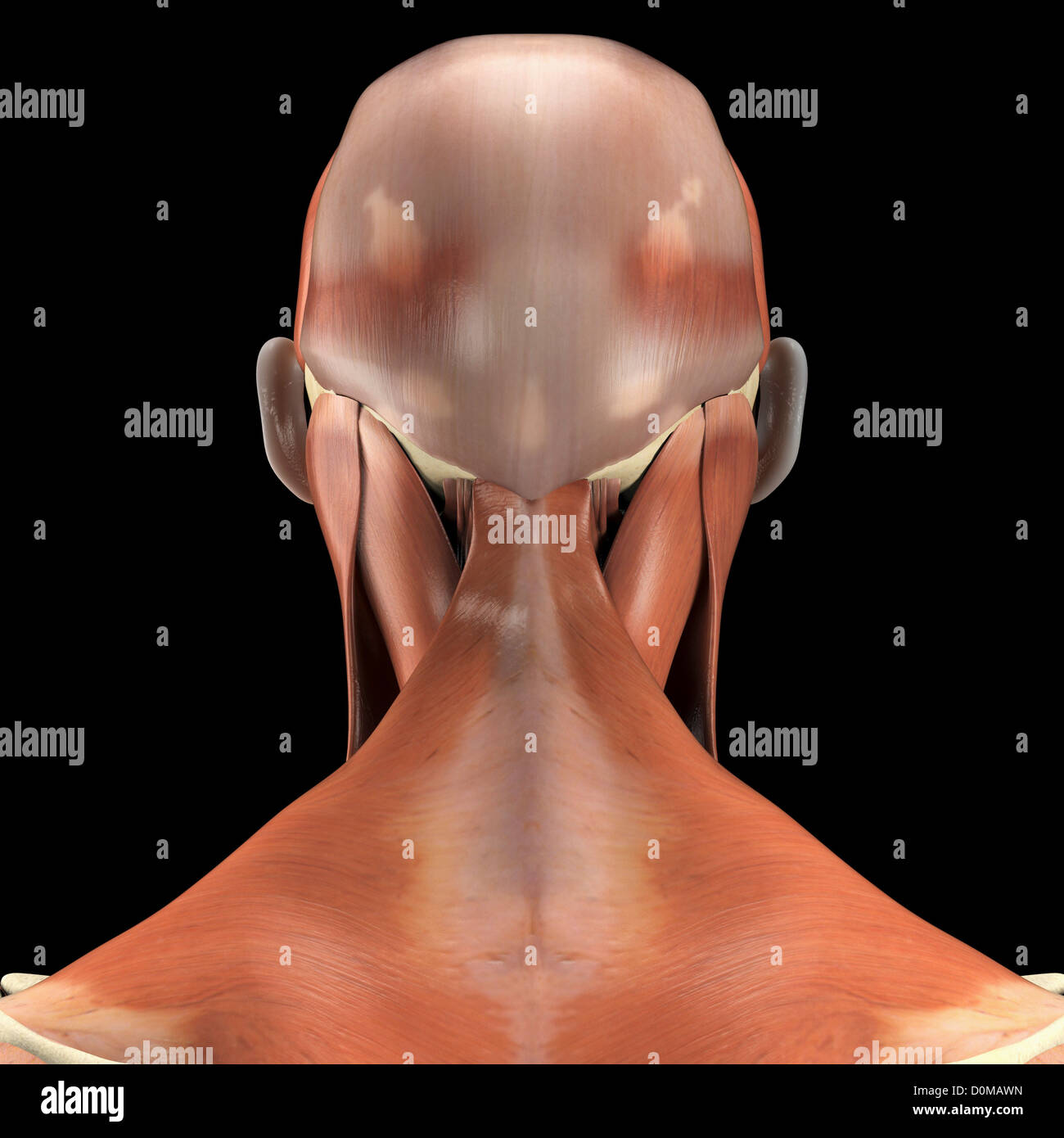 Human model showing trapezius muscle -Fotos und -Bildmaterial in hoher ...