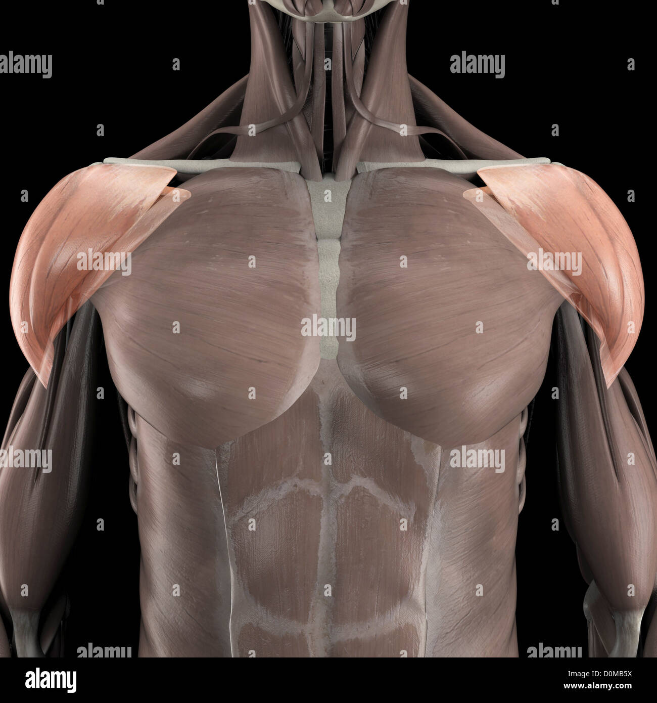 Ein menschliches Modell zeigt der Musculus deltoideus Stockfotografie ...