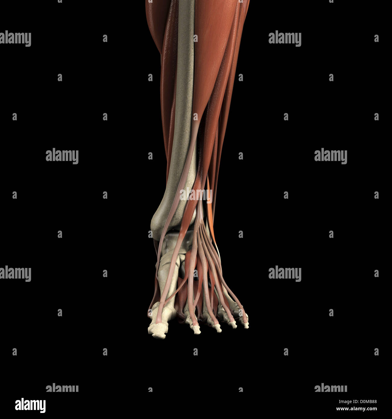 Ein menschliches Modell zeigt die Fußmuskulatur Stockfotografie - Alamy