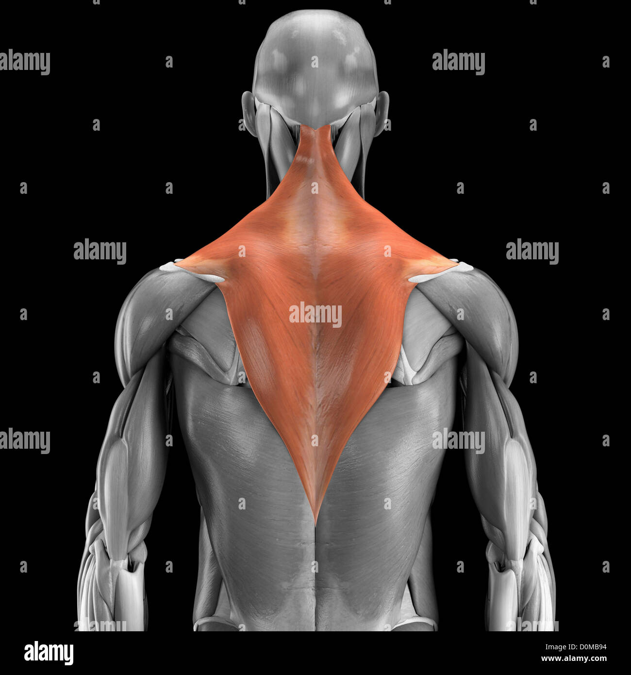 Anatomisches Modell zeigt die Trapezius Muskeln Stockfotografie - Alamy