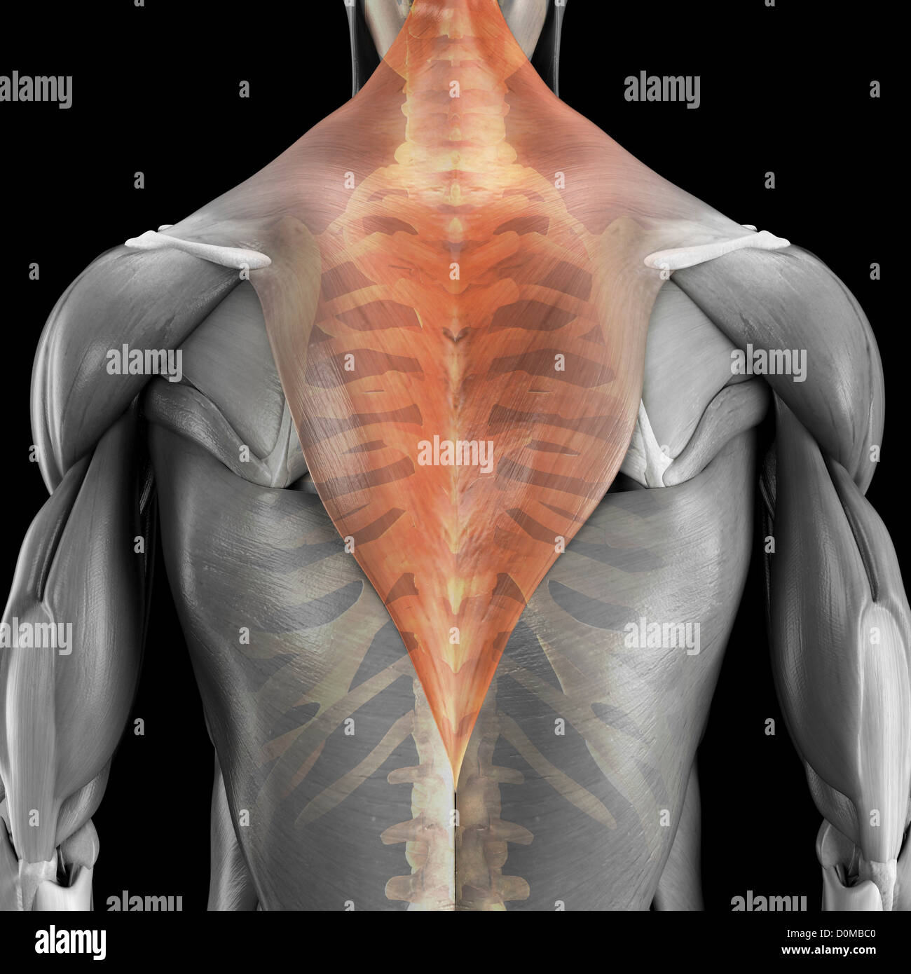 Anatomisches Modell zeigt die Trapezius Muskeln Stockfotografie - Alamy