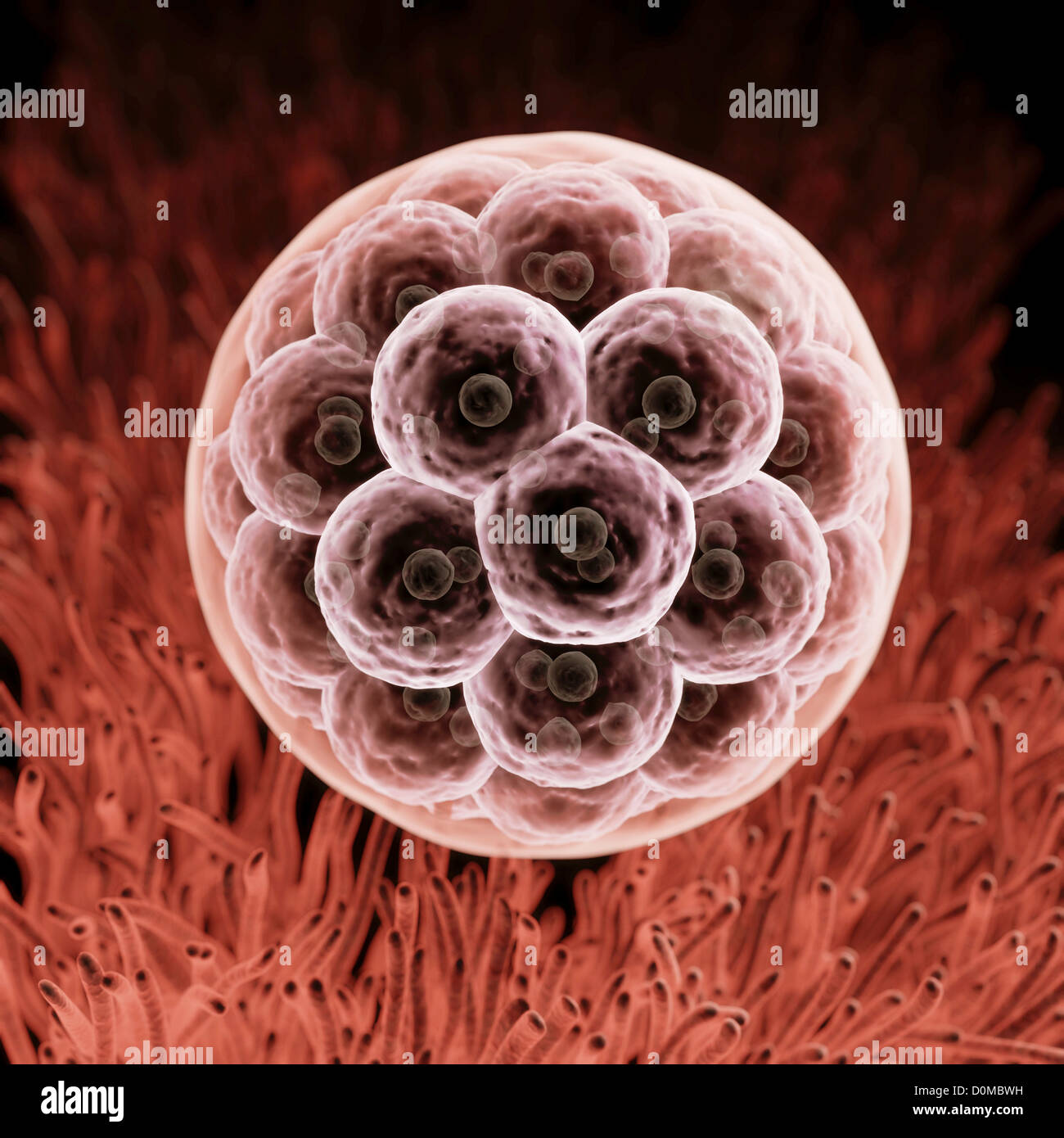 Morula embryo -Fotos und -Bildmaterial in hoher Auflösung – Alamy