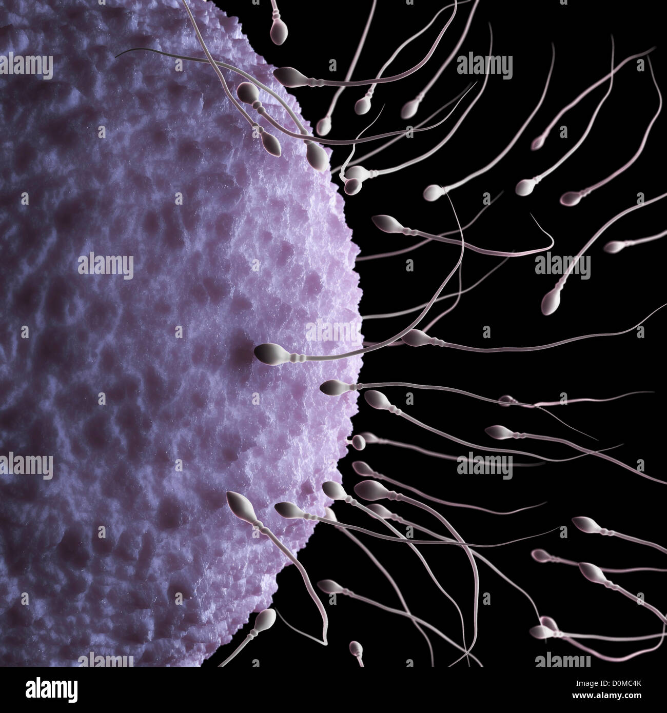 Spermien in eine Eizelle Stockfotografie - Alamy