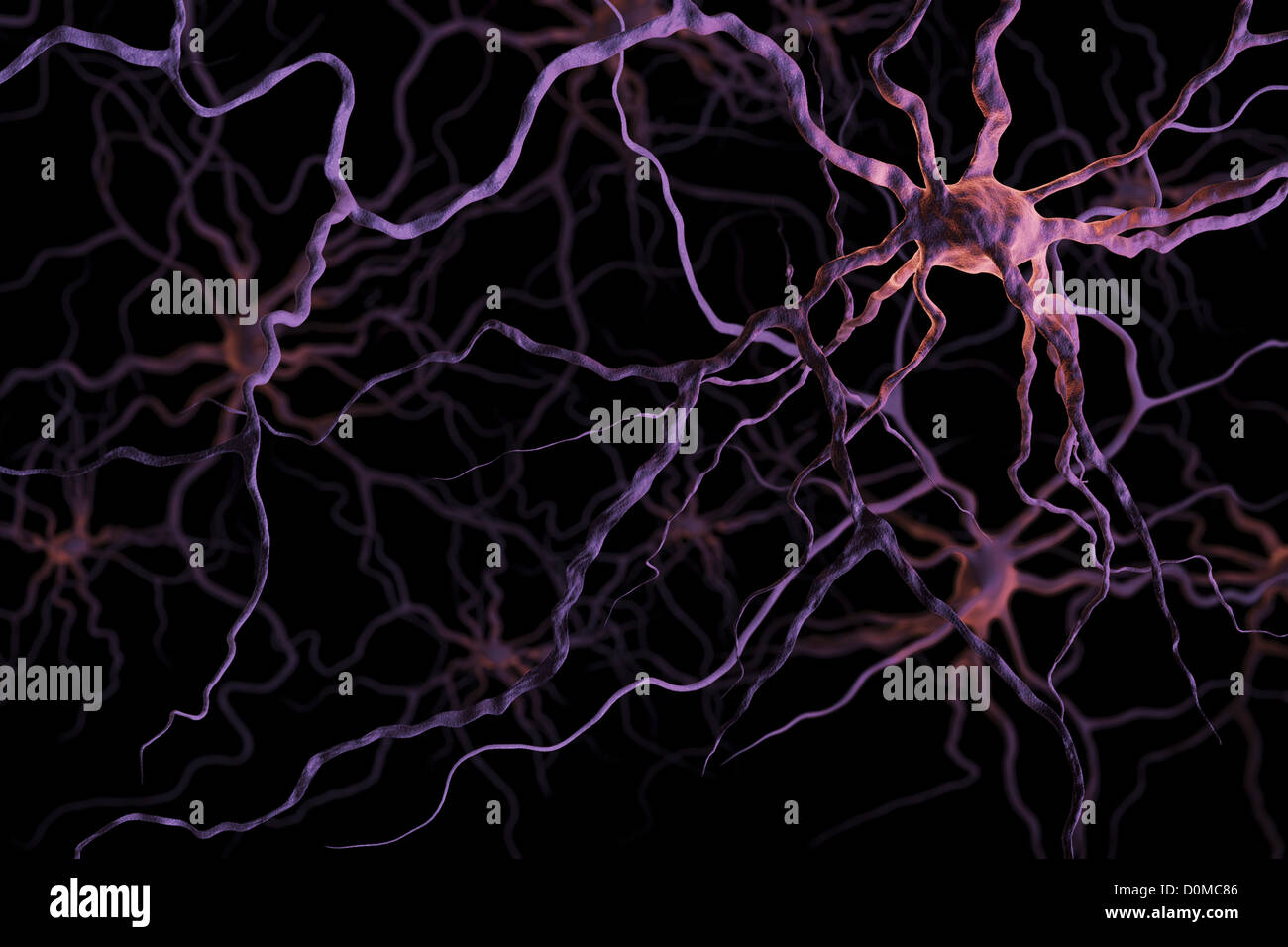 Anatomia delle sinapsi -Fotos und -Bildmaterial in hoher Auflösung – Alamy