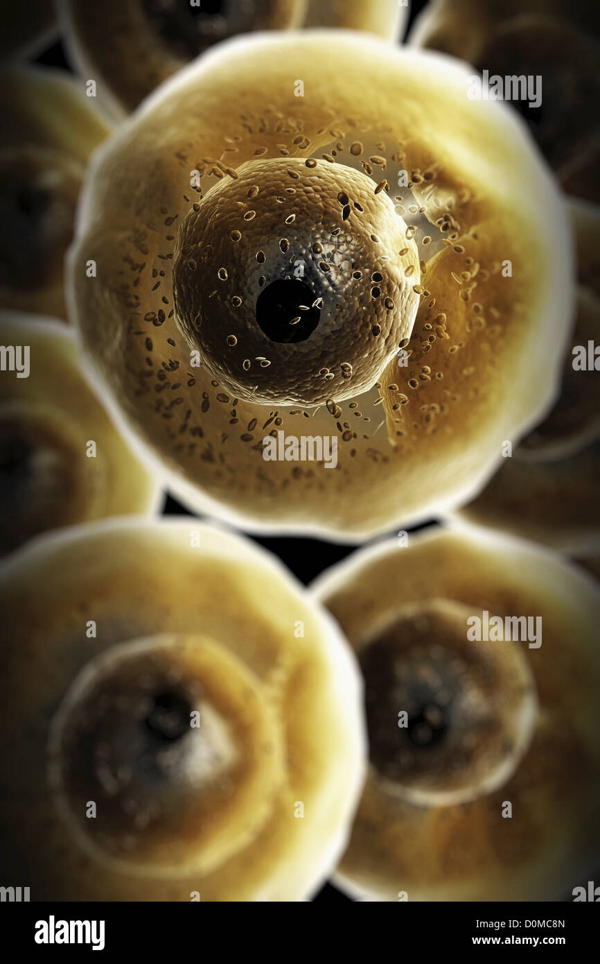 Gruppe von menschlichen B-Zellen, die eine große bei der Immunantwort ...